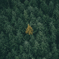 Spruce Varieties for Guitar - Choosing the Right Top Wood for Your ...